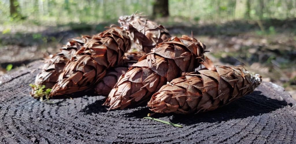 Zapfen • Übersicht • Kindergarten Ideen
